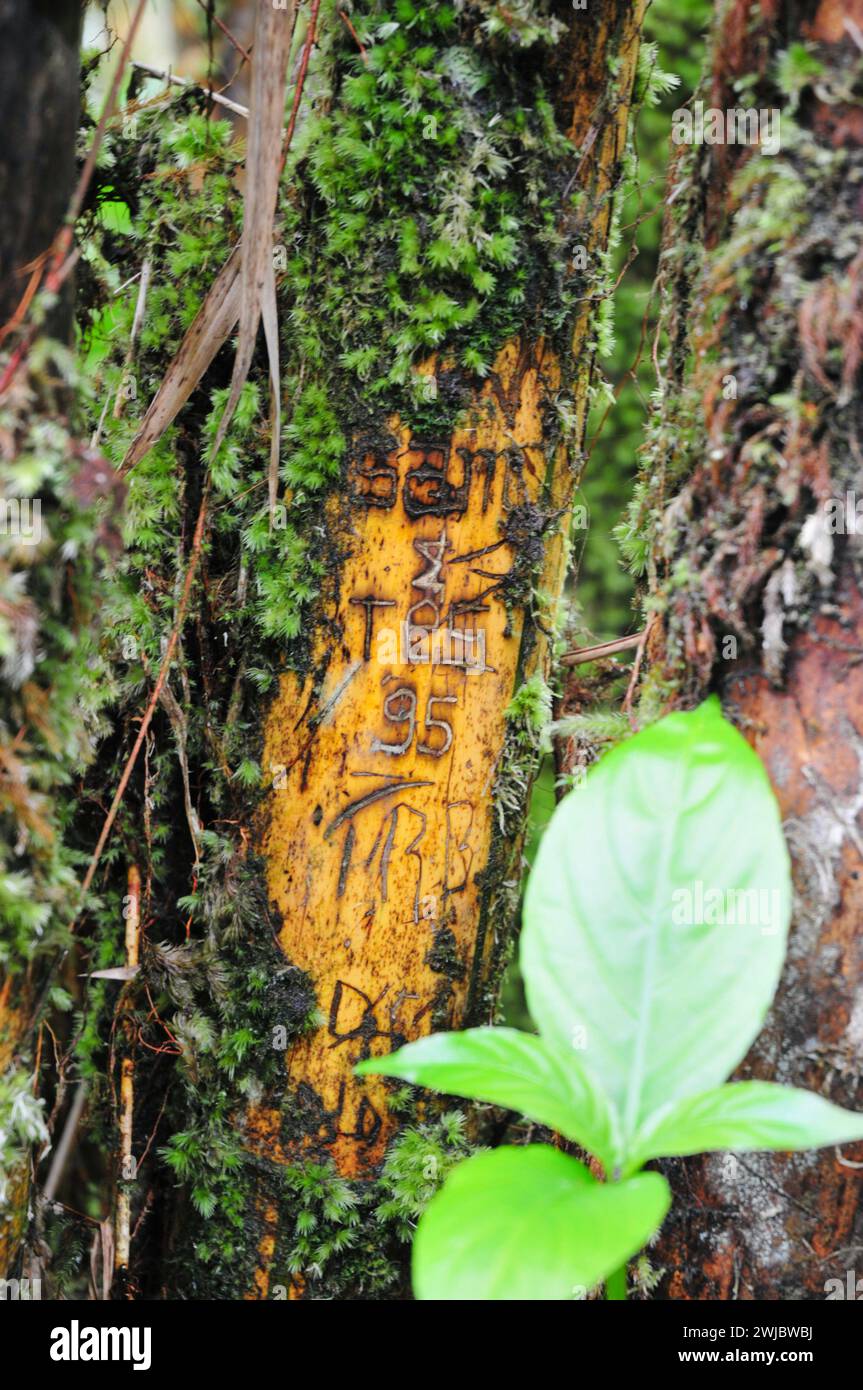 Old growth bamboo hi-res stock photography and images - Alamy
