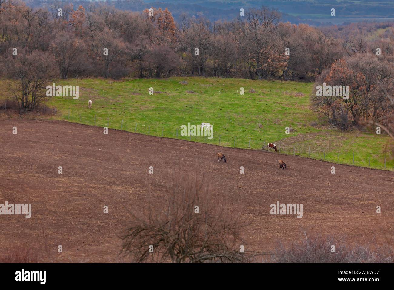 Spring view of green field with farming animals Stock Photo - Alamy