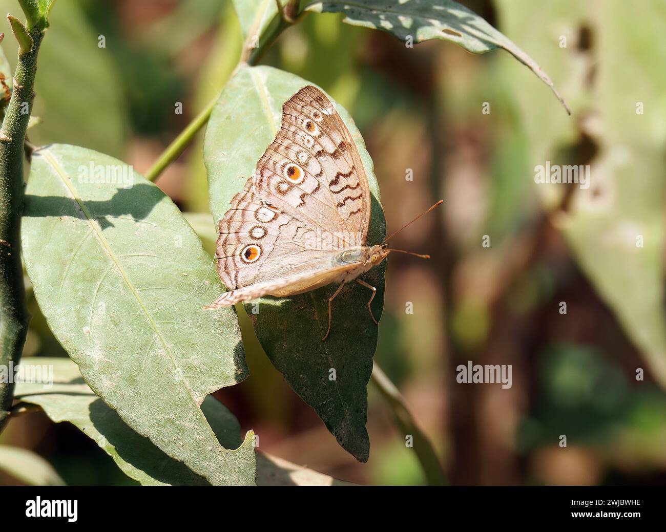 grey pansy, Junonia atlites, Cambodia, Southeast Asia Stock Photo - Alamy