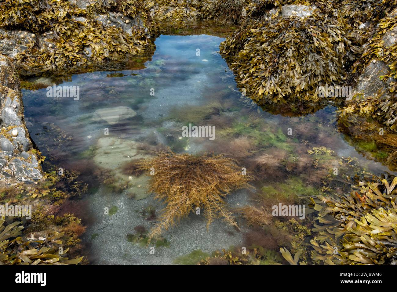 Rock pool ecosystem hi-res stock photography and images - Alamy