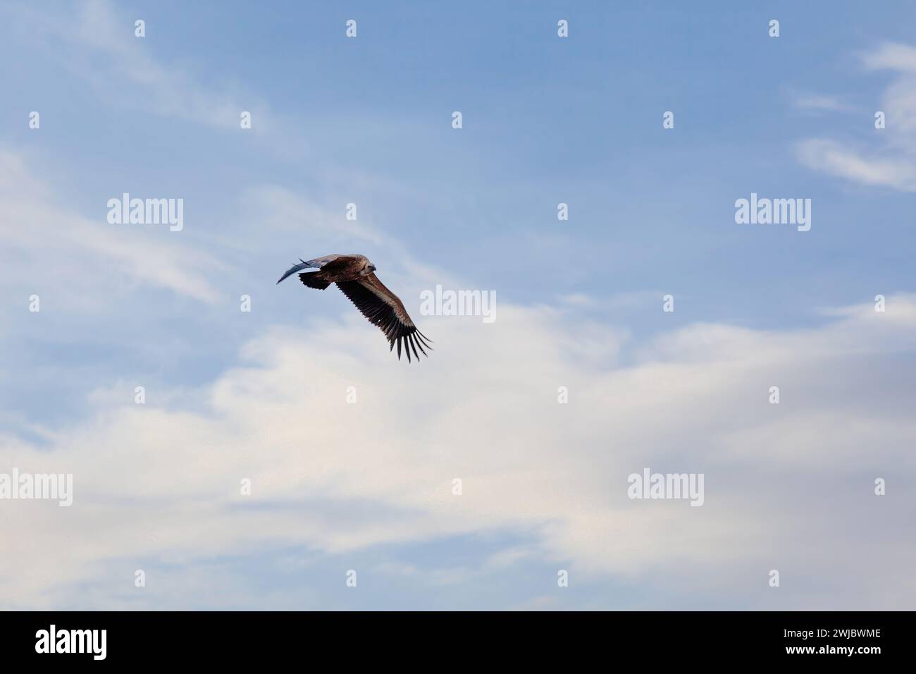 Wildlife birds, vulture flying high in the sky Stock Photo - Alamy