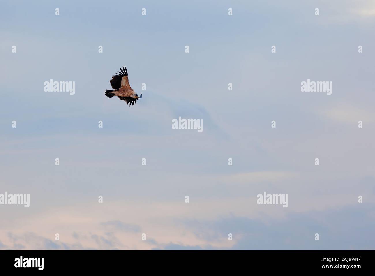 Wildlife birds, vulture flying high in the sky Stock Photo - Alamy