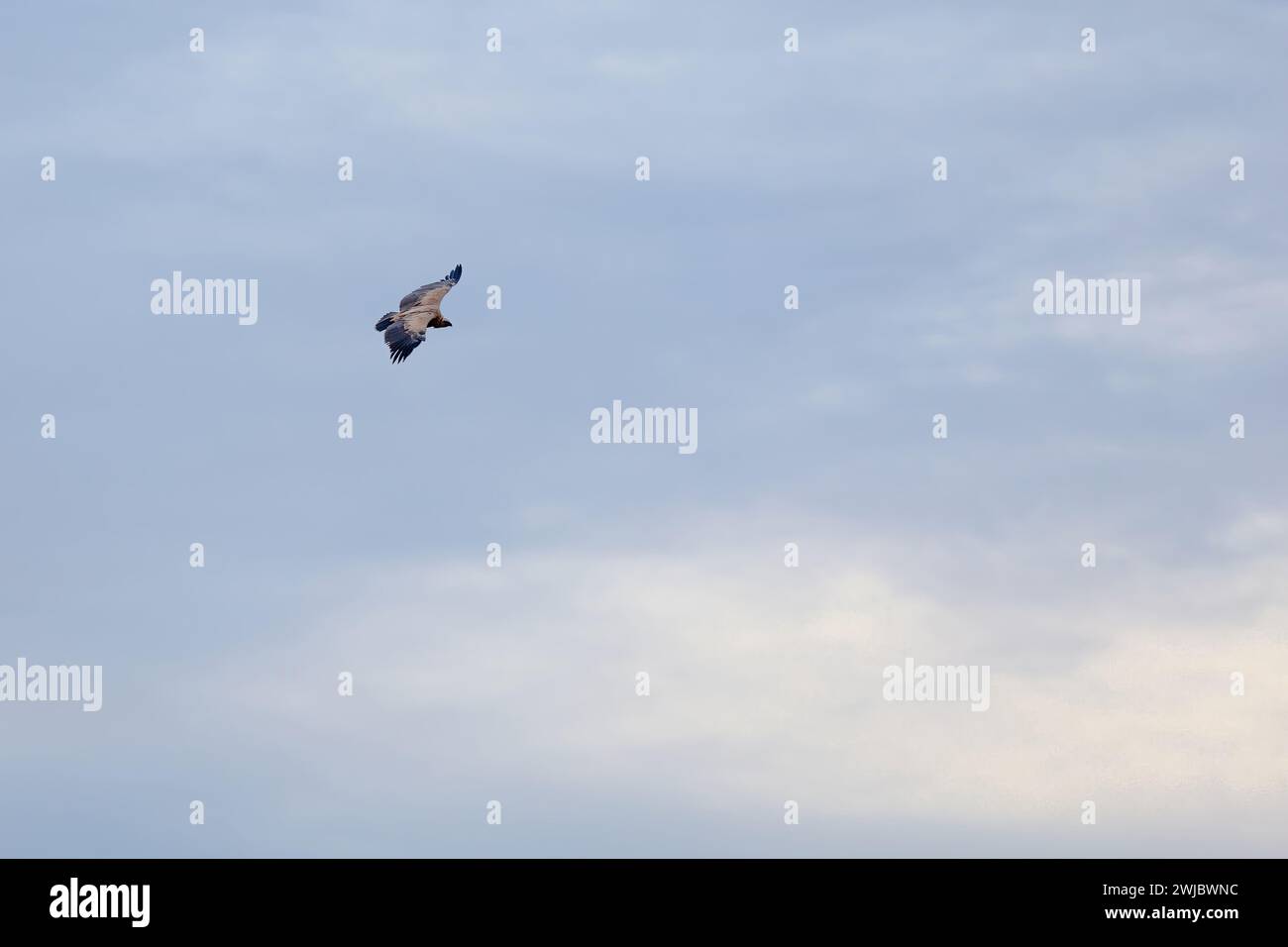 Wildlife birds, vulture flying high in the sky Stock Photo - Alamy