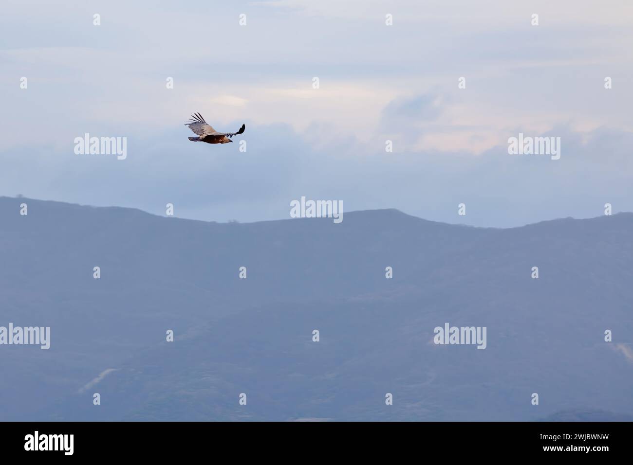 Wildlife birds, vulture flying high in the sky Stock Photo - Alamy
