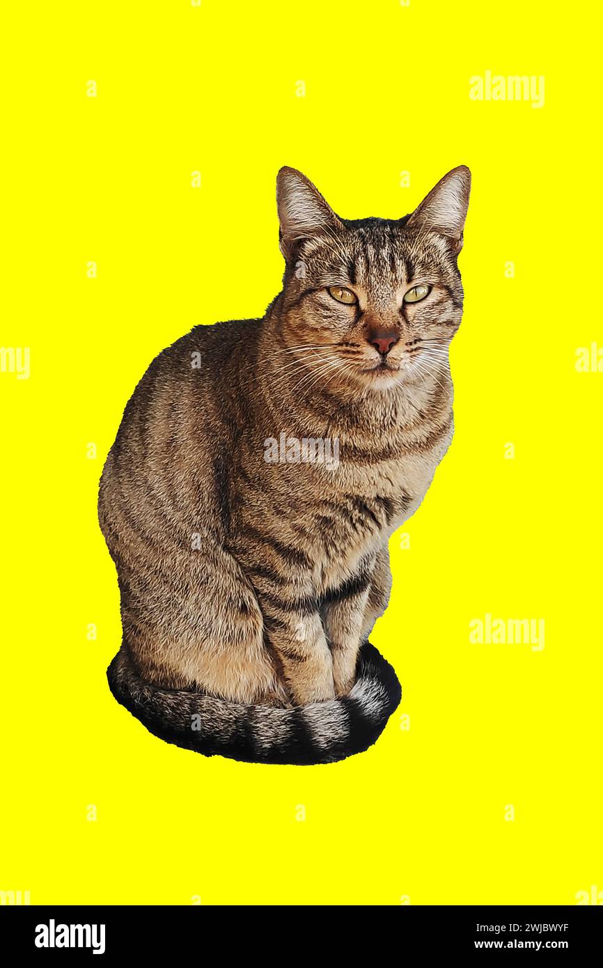 Cat staring at camera hi-res stock photography and images - Alamy