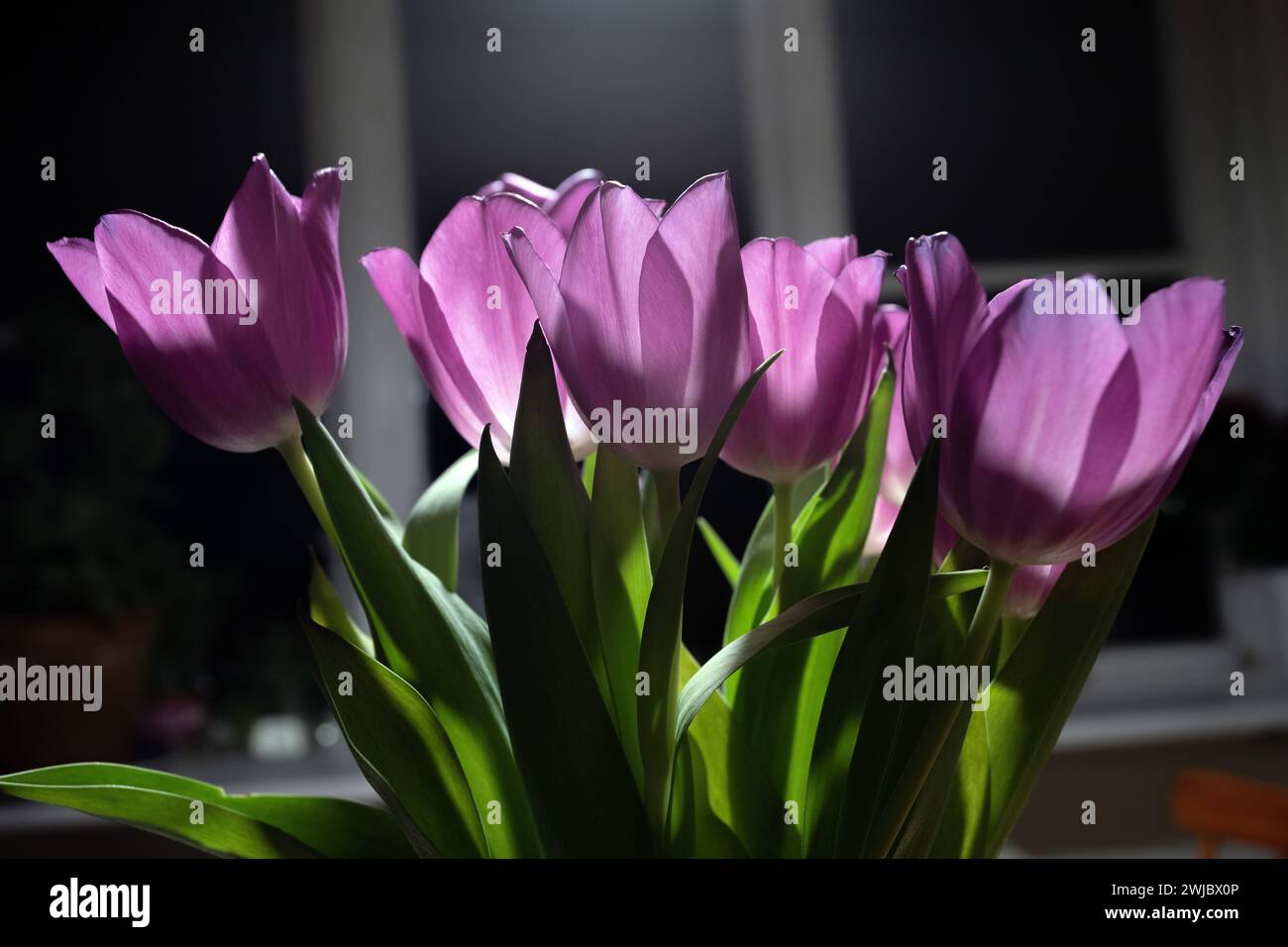 Dark purple tulip hi-res stock photography and images - Alamy
