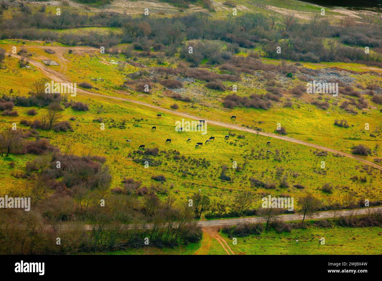 Spring view of green field with farming animals Stock Photo - Alamy