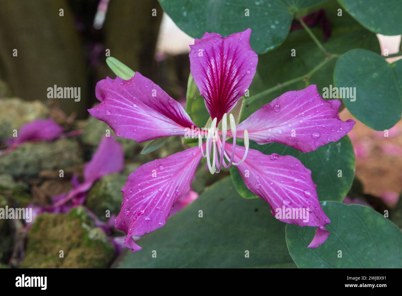 An orchid tree flower, Genus Bauhinia, near Samana, Dominican Republic ...