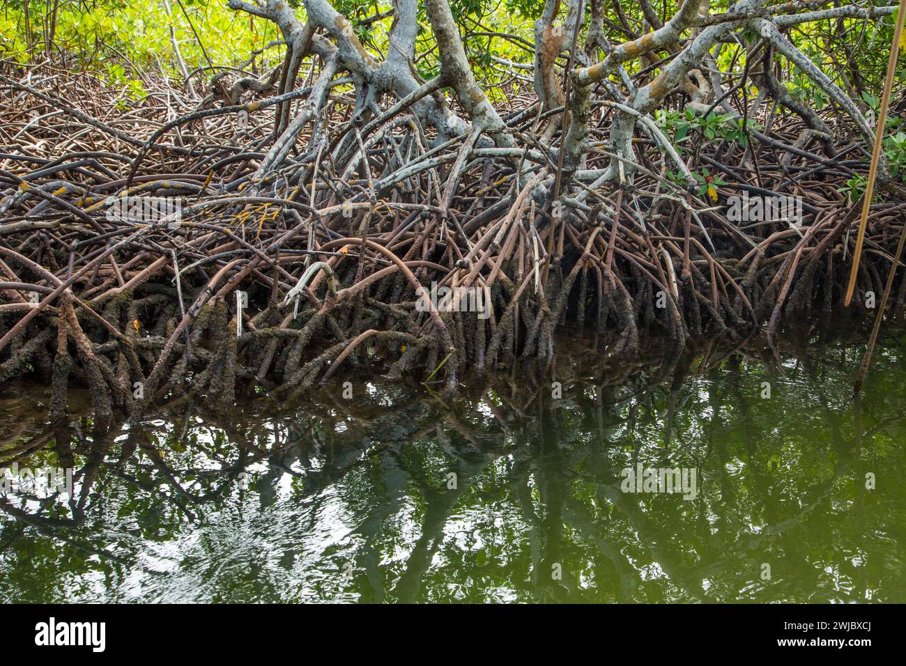 Aerial prop roots of the Red Mangrove, Rhizophora mangle, in a swampy ...