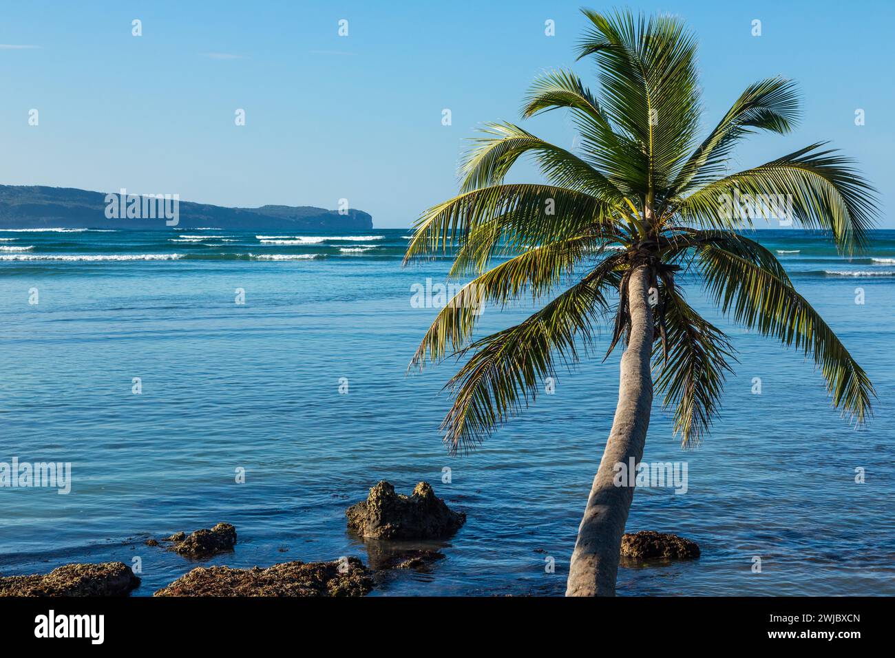 A curved coconut palm over the beach at Bahia de Las Galeras on the ...