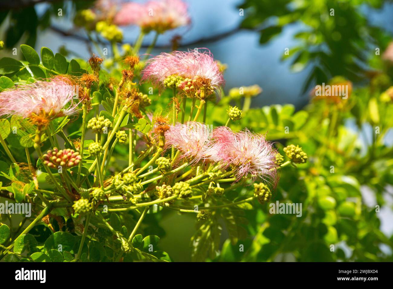 A Guama tree, Inga edulis, in flower in the Dominican Republic. Native ...
