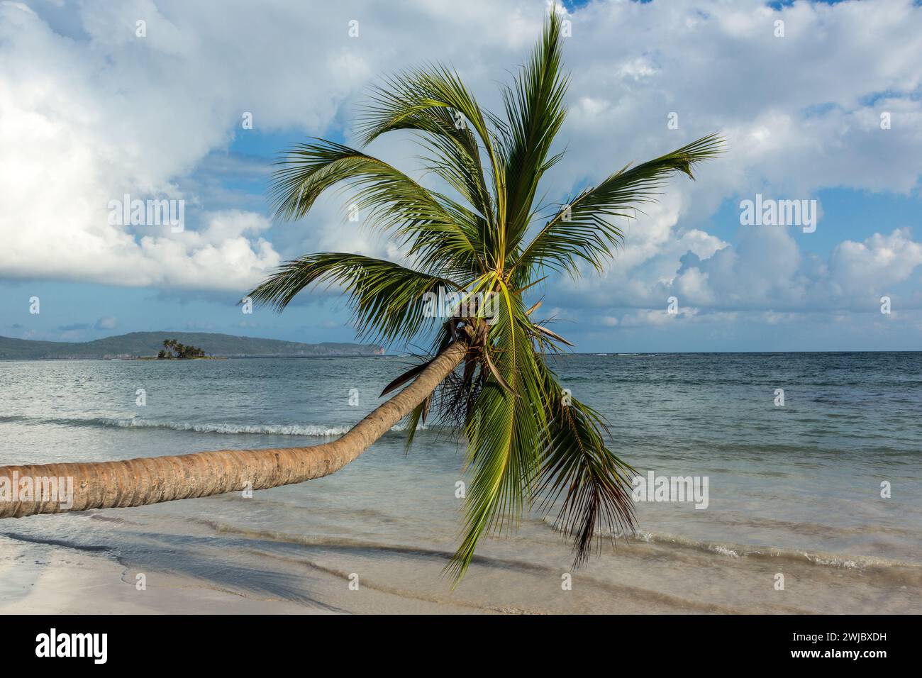 A curved coconut palm over the beach at Bahia de Las Galeras on the ...