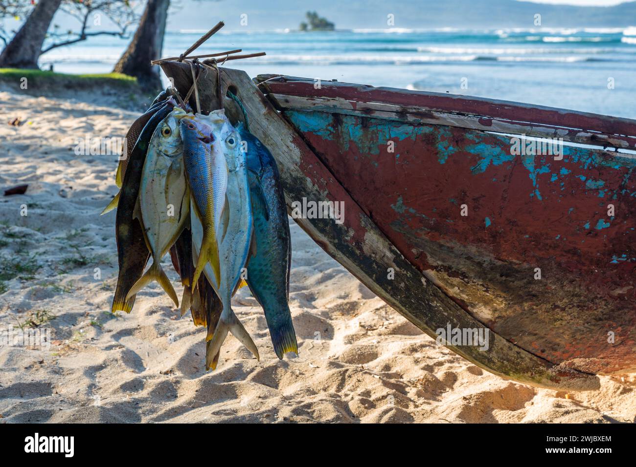 A fisherman's catch on his boat on the beach at Bahia de Las Galeras on ...