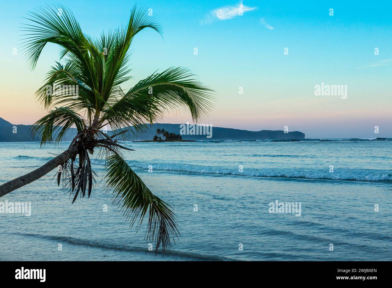 A curved coconut palm over the beach at Bahia de Las Galeras on the ...