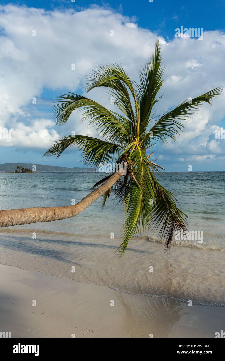 A curved coconut palm over the beach at Bahia de Las Galeras on the ...