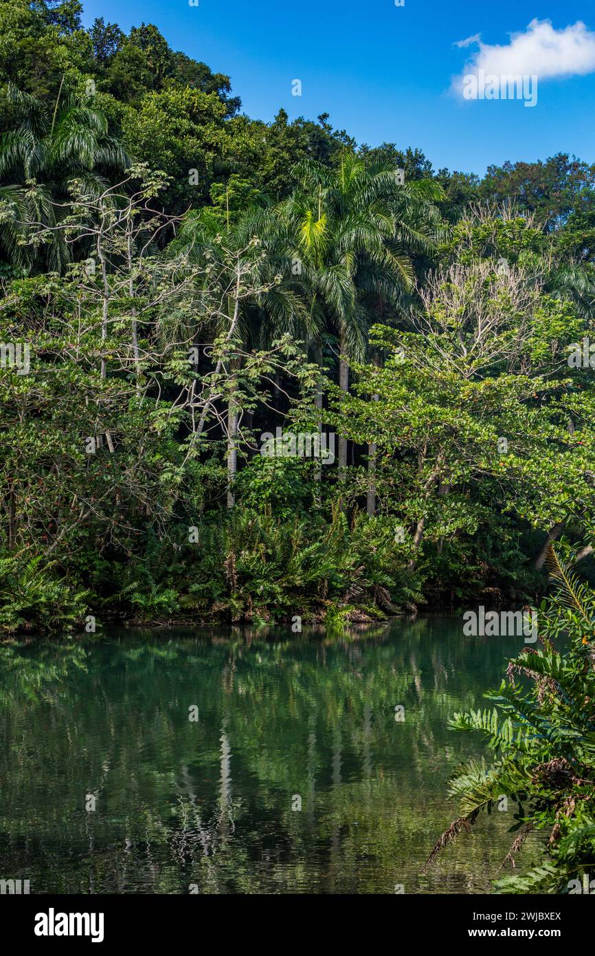 Small lake in the rain forest of the Dominican Republic Stock Photo - Alamy