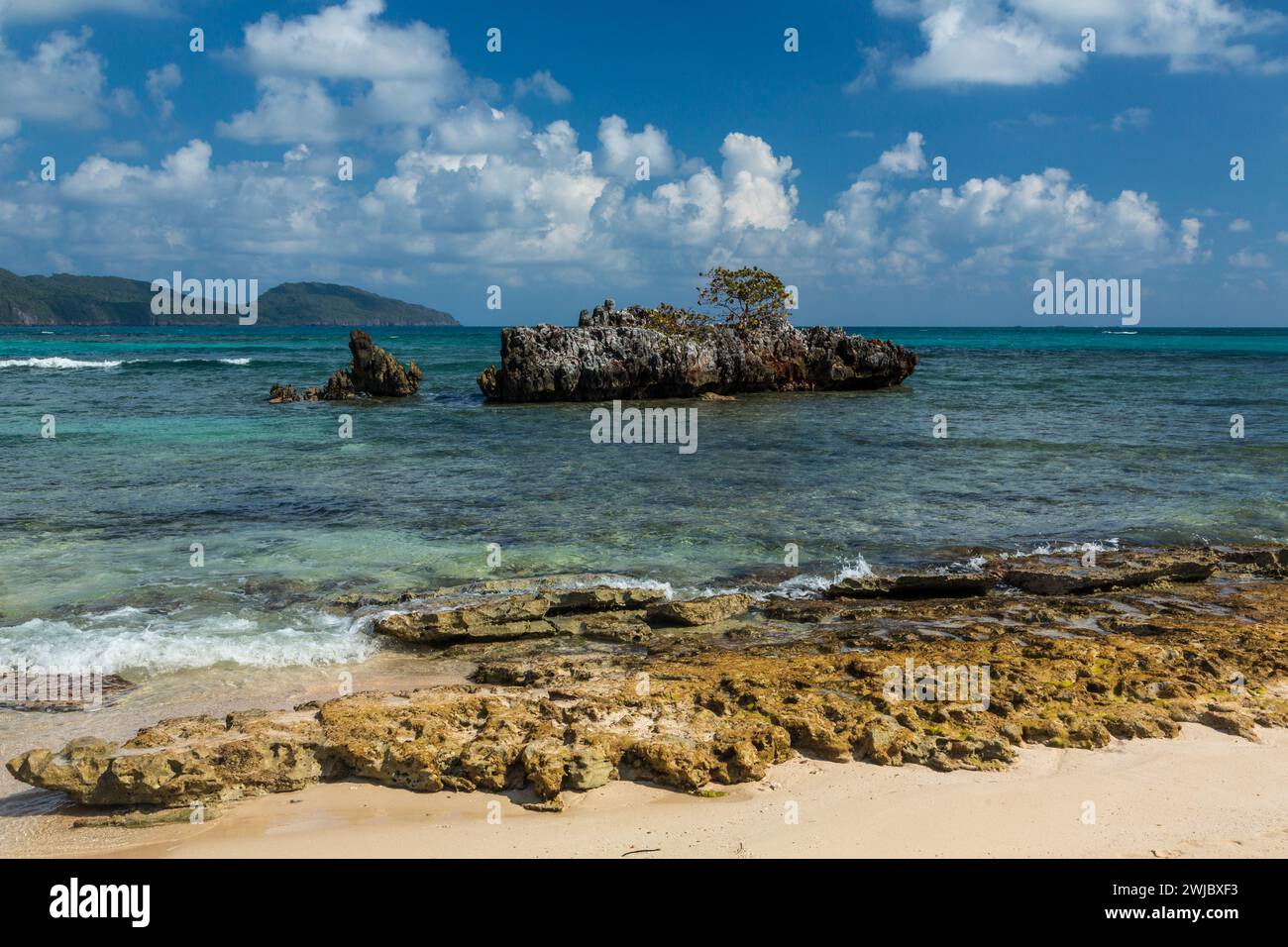 A seagrape tree growing on a limestone islet surrounded by crystal ...