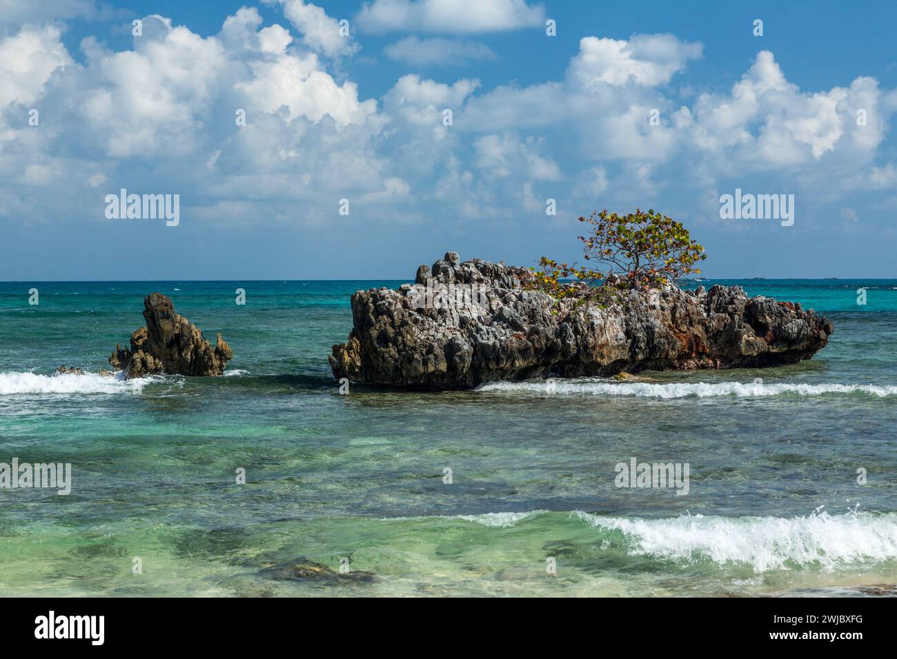 A seagrape tree growing on a limestone islet surrounded by crystal ...