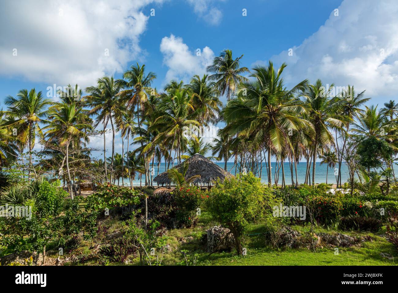 Palm trees on the grounds of a small hotel at Bahia de Las Galeras on ...