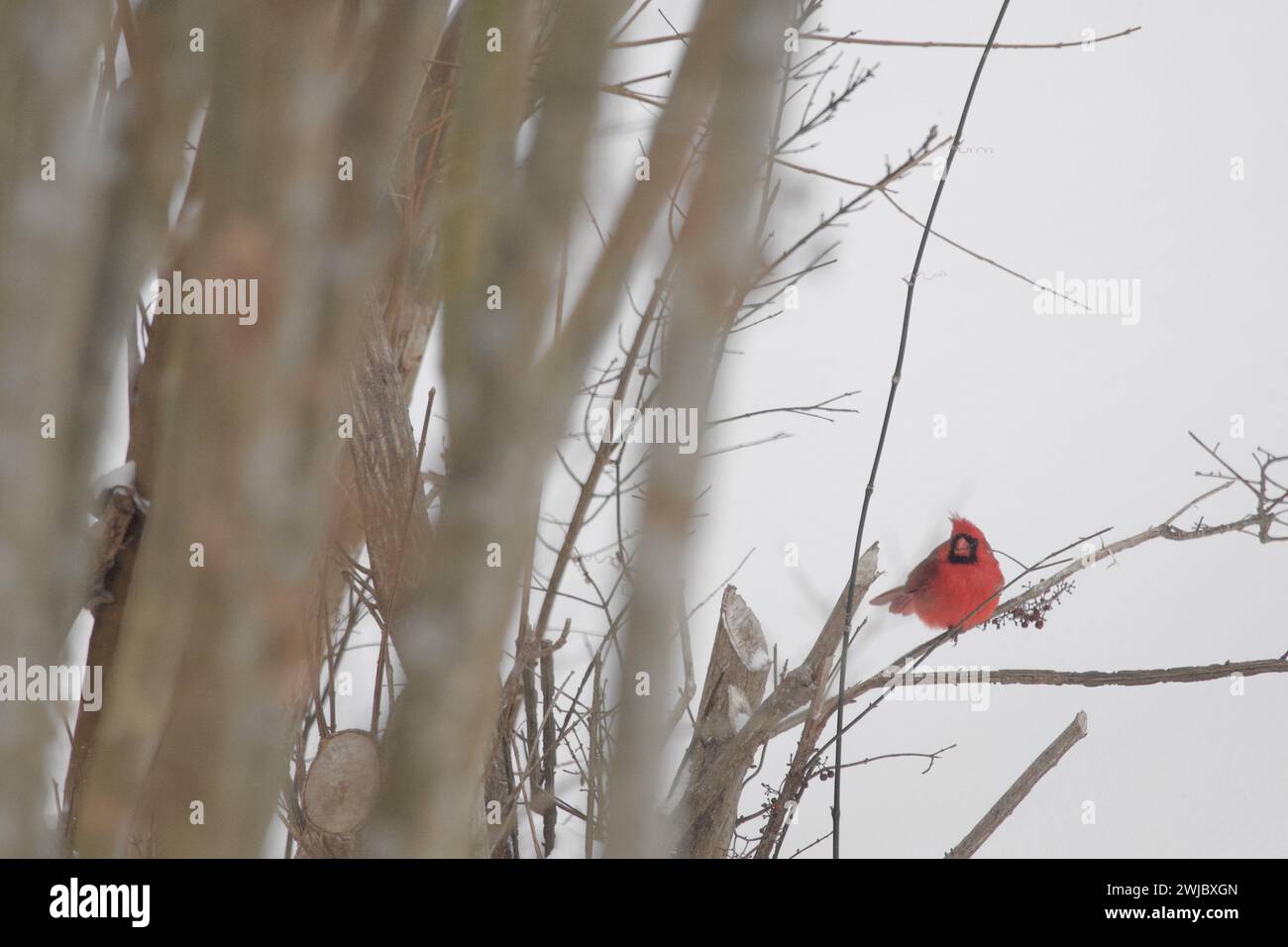 Male cardinal sitting on tree branch on a winter day with brown tree ...
