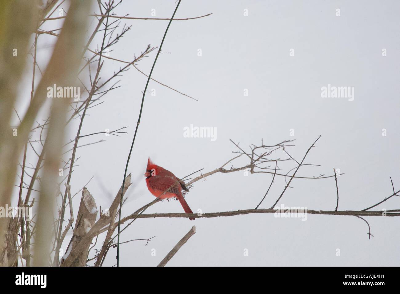 Male cardinal sitting on tree branch on a winter day with brown tree ...