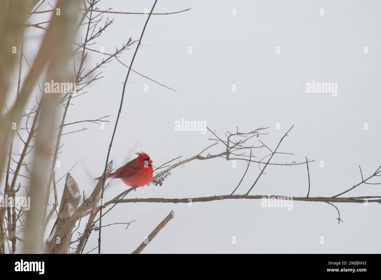 Male cardinal sitting on tree branch on a winter day with brown tree ...