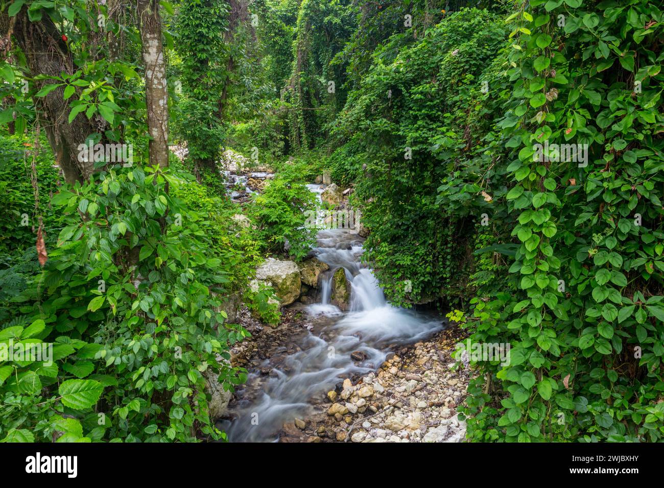 A small stream in the rainforest in the Barahona Province of the ...