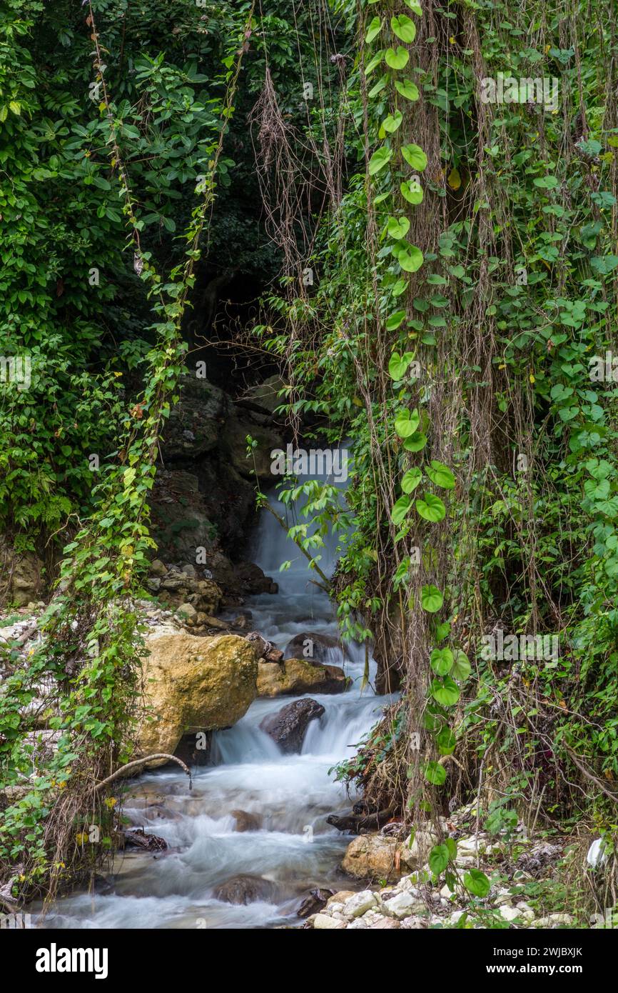 A small stream in the rainforest in the Barahona Province of the ...