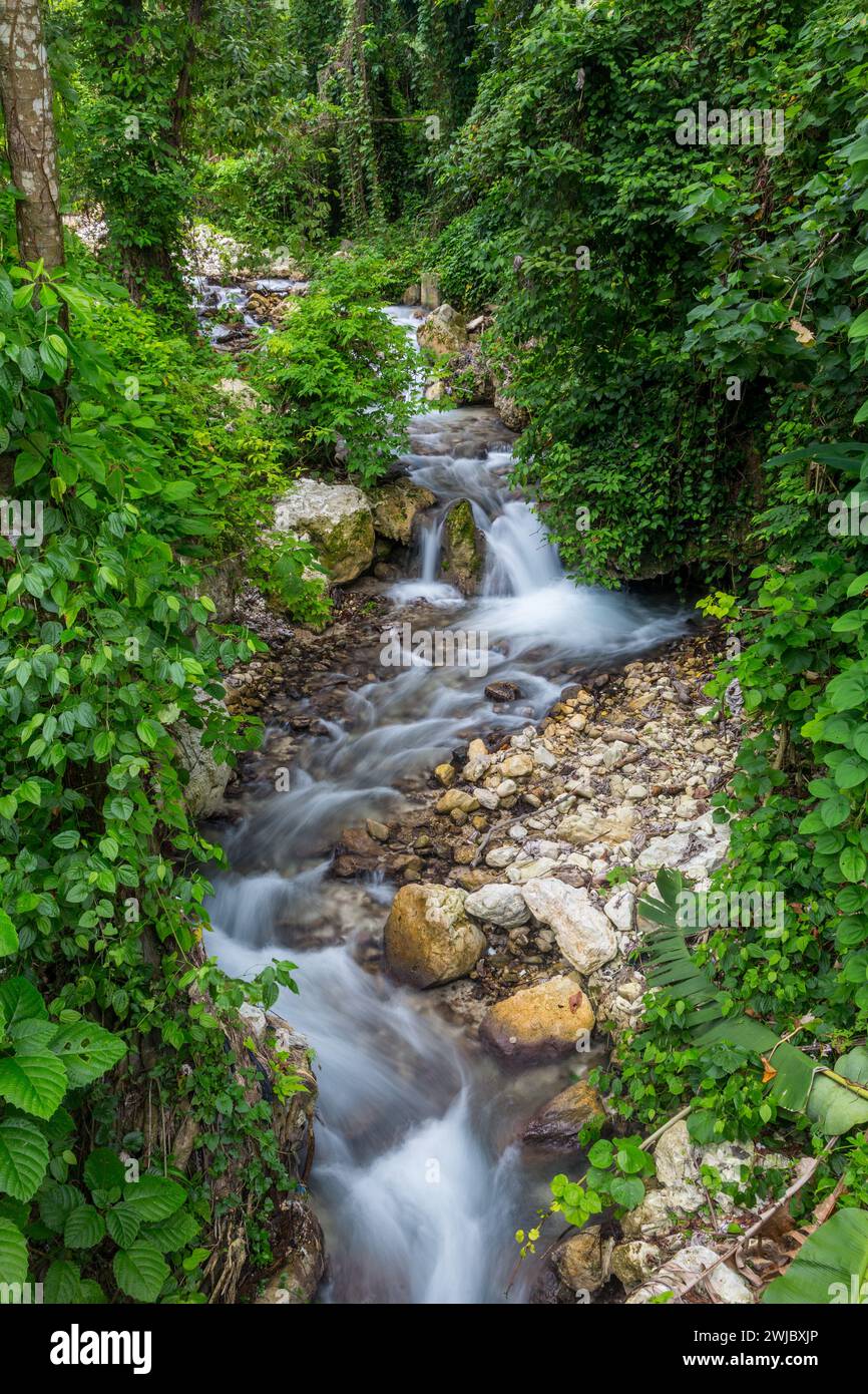 A small stream in the rainforest in the Barahona Province of the ...