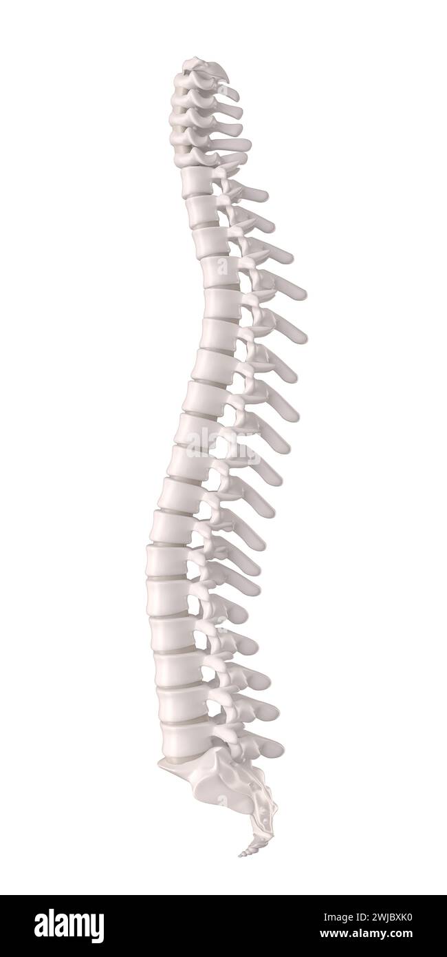 Human spine with discs and vertebrae, orthopaedic anatomical detail. 3d ...
