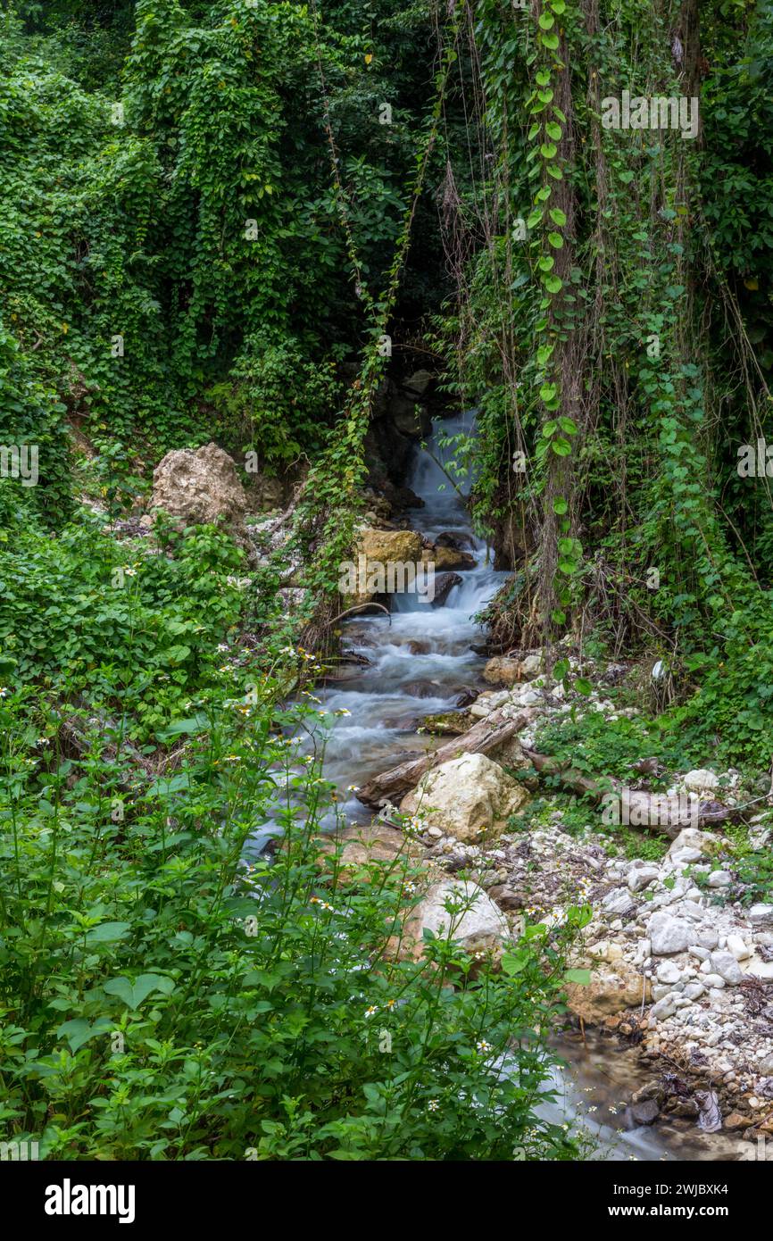 A small stream in the rainforest in the Barahona Province of the ...