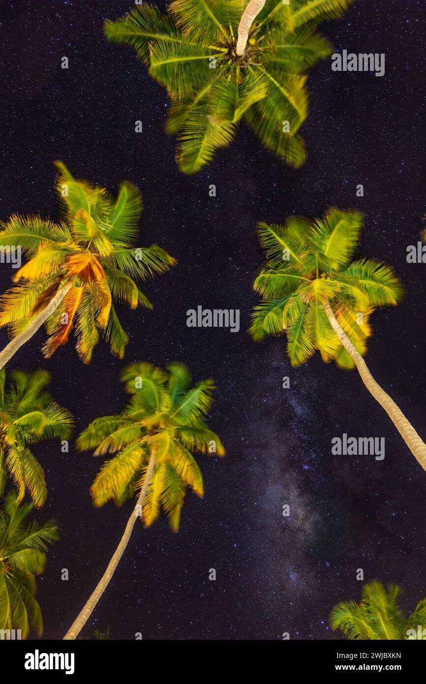 The Milky Way and palm trees at night, Dominican Republic.. The palms ...