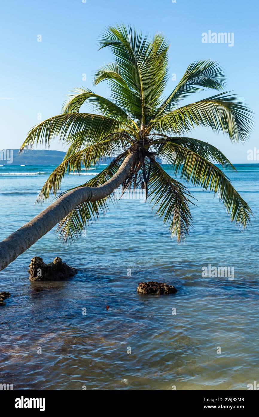 A curved coconut palm over the beach at Bahia de Las Galeras on the ...