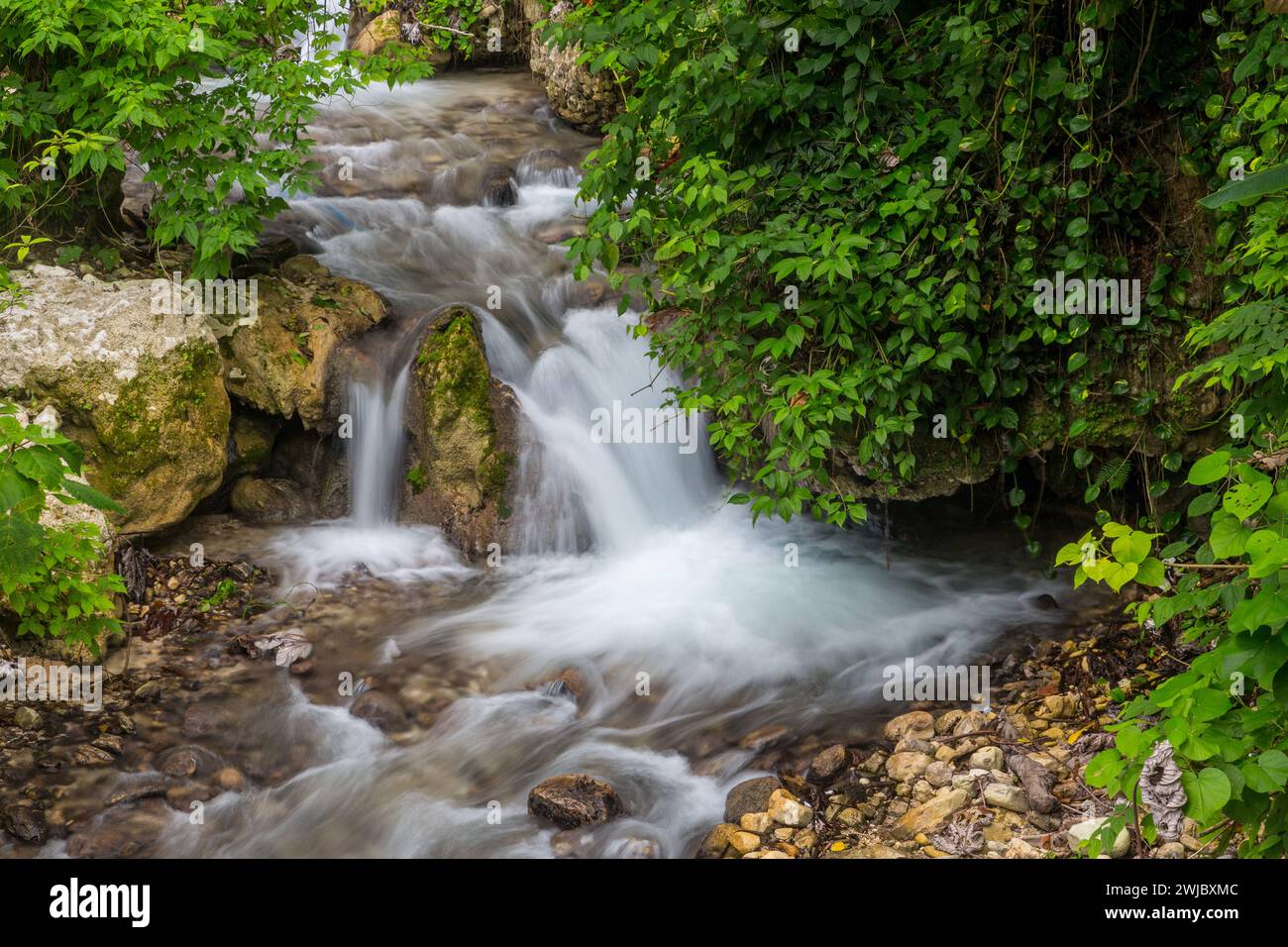 A small stream in the rainforest in the Barahona Province of the ...