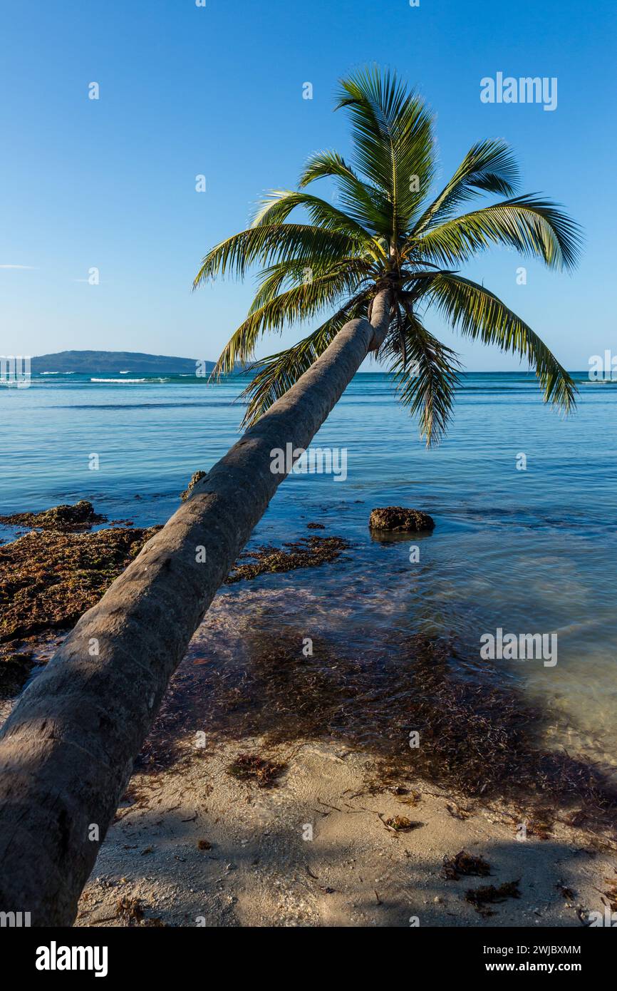 A curved coconut palm over the beach at Bahia de Las Galeras on the ...