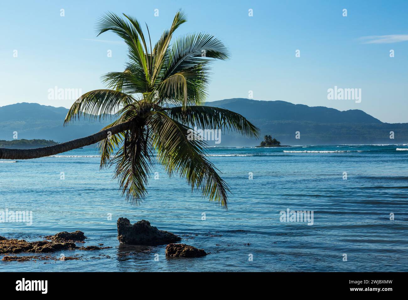 A curved coconut palm over the beach at Bahia de Las Galeras on the ...