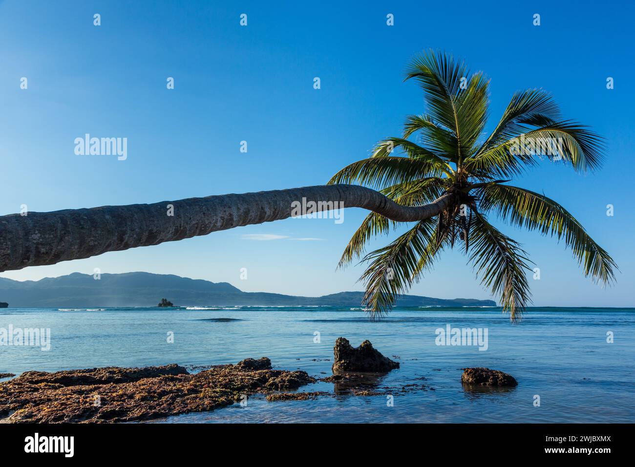 A curved coconut palm over the beach at Bahia de Las Galeras on the ...