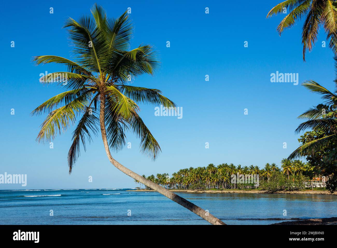 A curved coconut palm over the beach at Bahia de Las Galeras on the ...