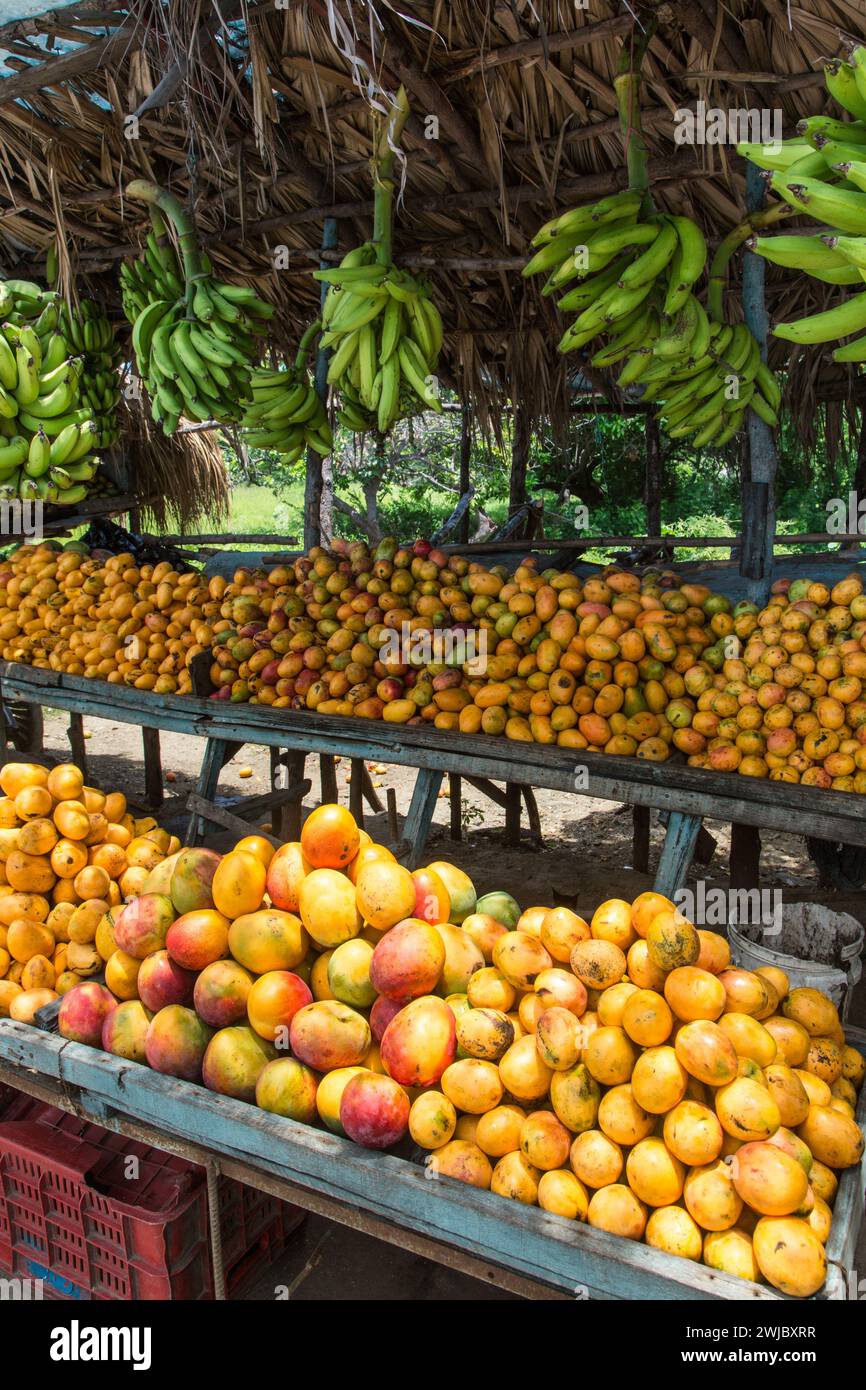 Mangos and bananas for sale at a roadside fruit stand in Bani ...