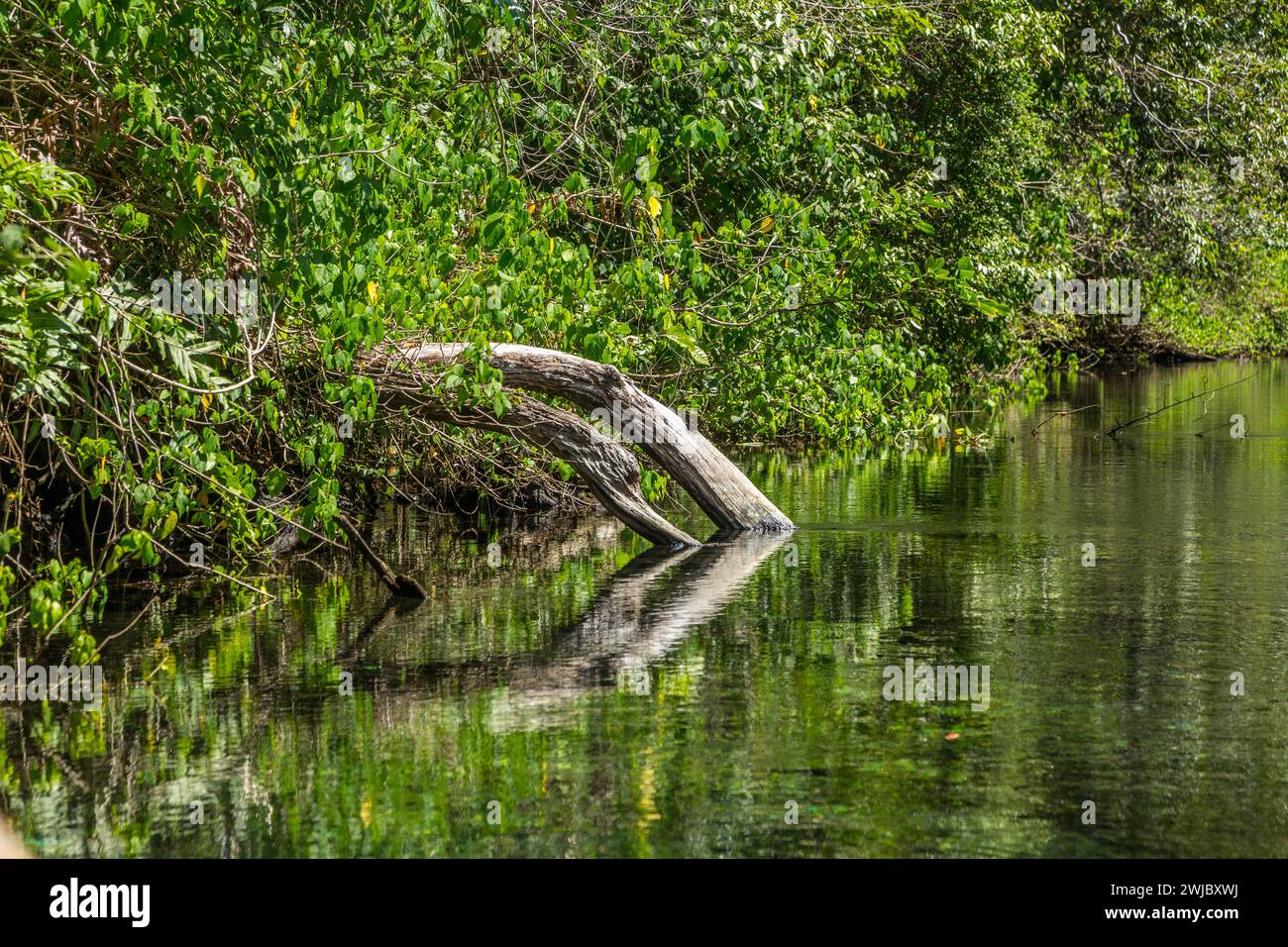 Clear waters of Cano Frio flowing through the rain forest on the Samana ...