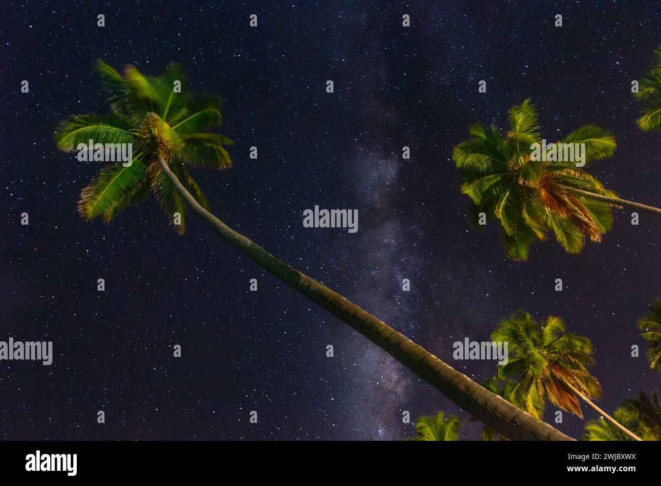 The Milky Way and palm trees at night, Dominican Republic.. The palms ...