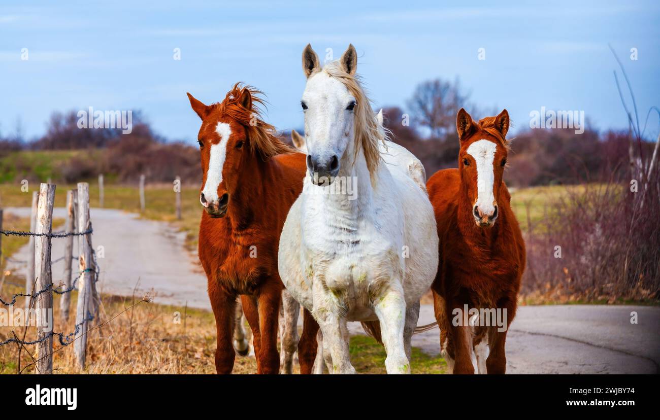 Horses on countryside road, farm animals Stock Photo - Alamy