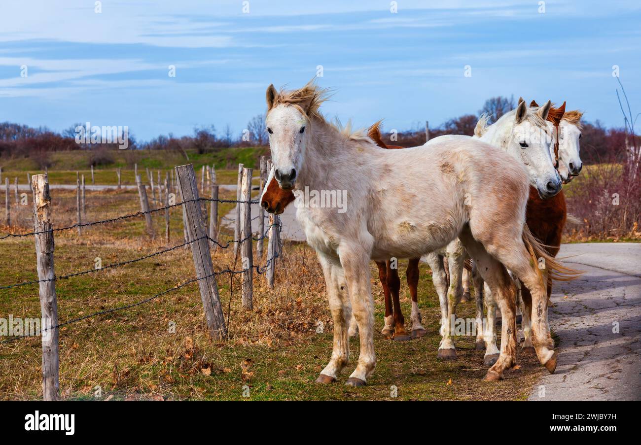 Horses on countryside road, farm animals Stock Photo - Alamy