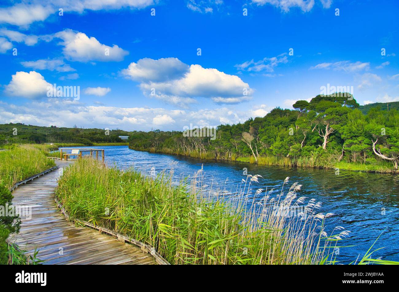 Boardwalk along a river, bordered by dense forest. Tidal River, Loo ...