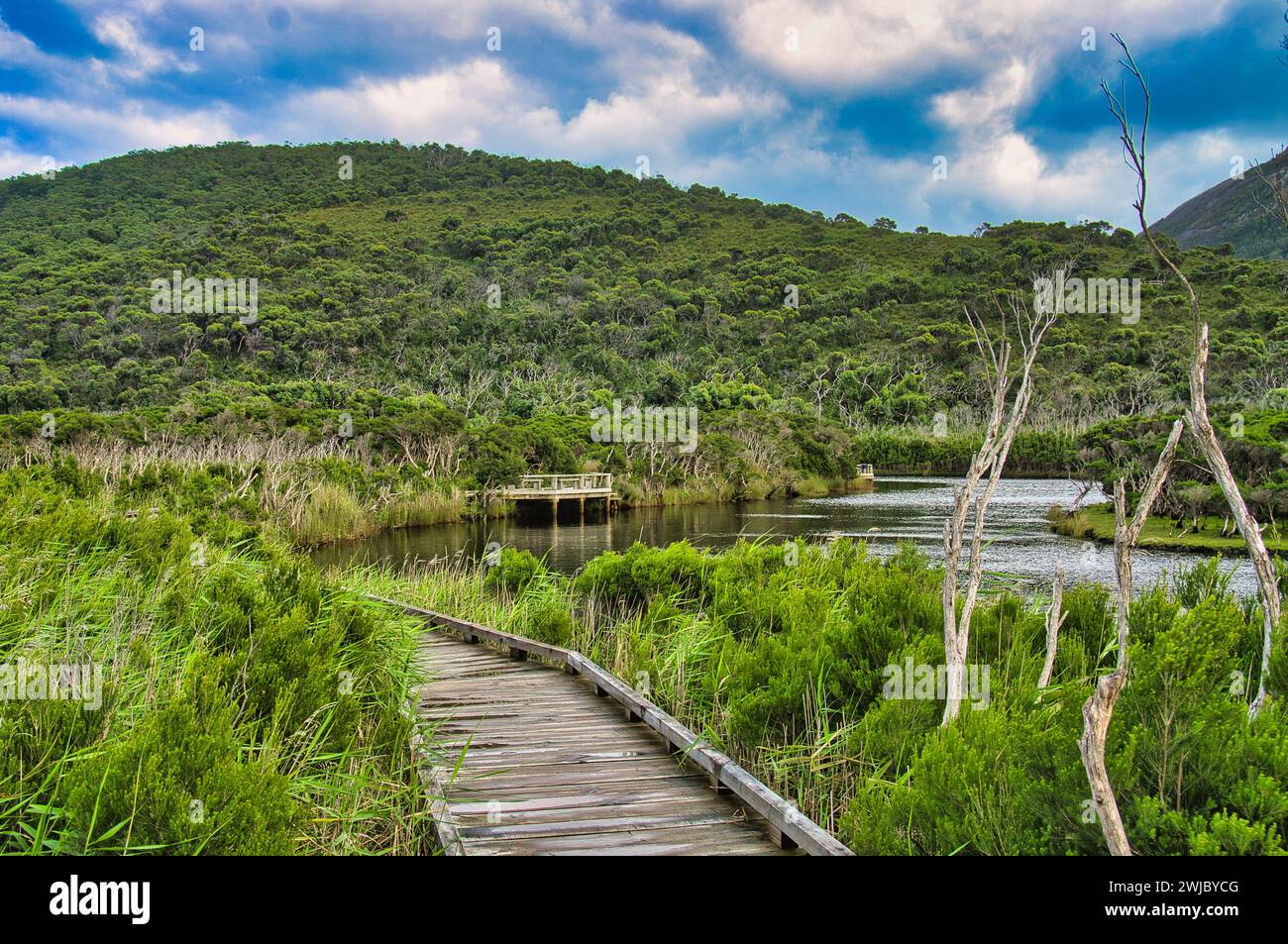 Boardwalk along a river, bordered by dense forest. Tidal River, Loo ...