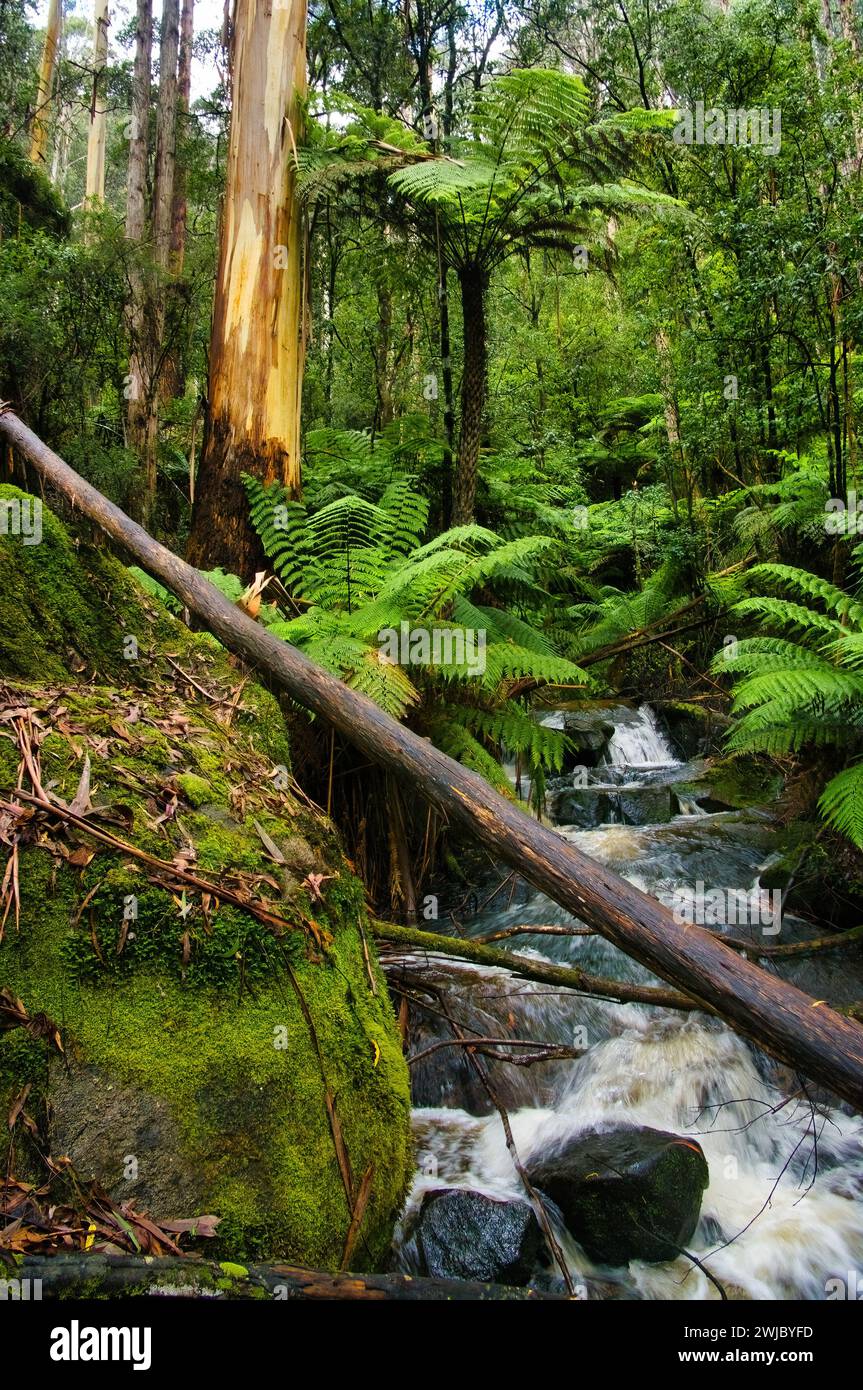 Mountain ash tree australia hi-res stock photography and images - Alamy