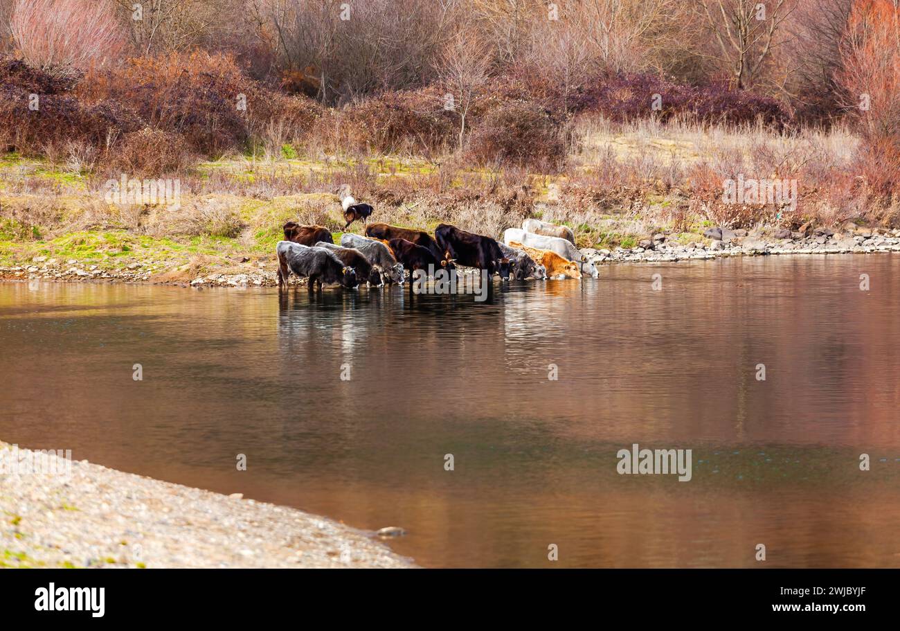 Young cute beefs on meadow in countryside, farm animals Stock Photo - Alamy