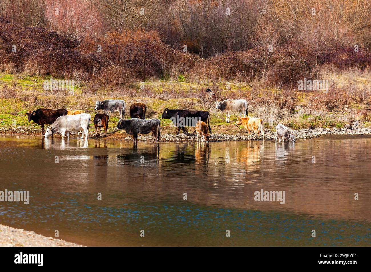 Young cute beefs on meadow in countryside, farm animals Stock Photo - Alamy