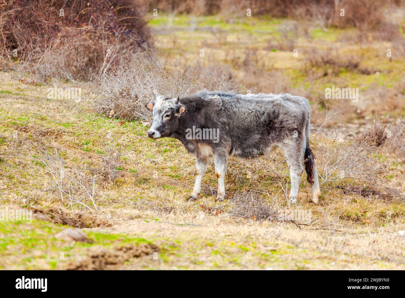 Young cute beefs on meadow in countryside, farm animals Stock Photo - Alamy