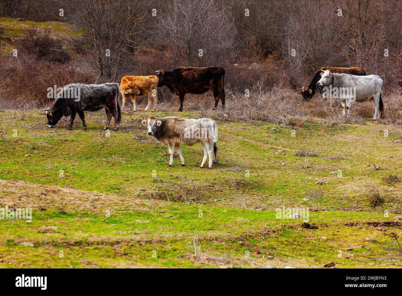 Young cute beefs on meadow in countryside, farm animals Stock Photo - Alamy